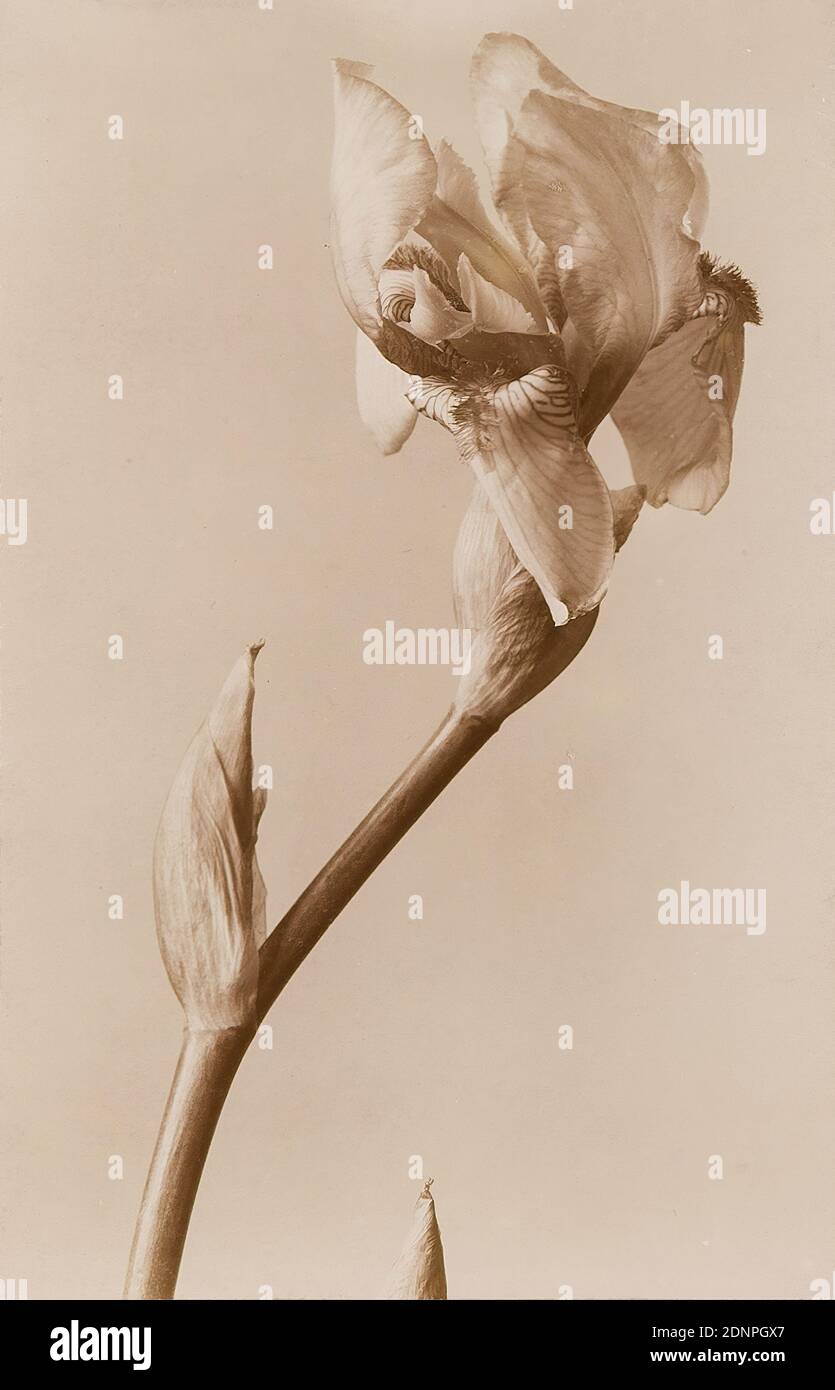 Wilhelm Weimar, iris, collodion paper, black and white positive process ...