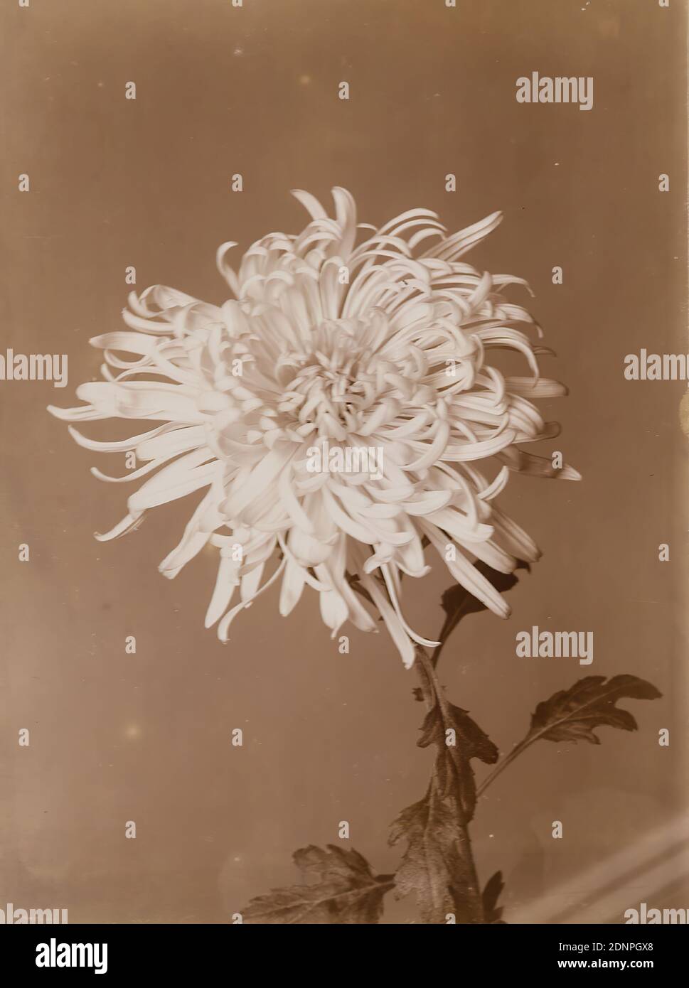 Wilhelm Weimar, Chrysanthemum, collodion paper, black and white ...