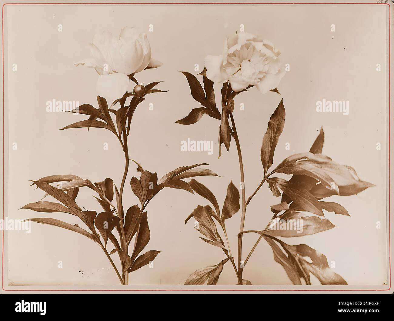 Wilhelm Weimar, Peonies, collodion paper, black and white positive ...