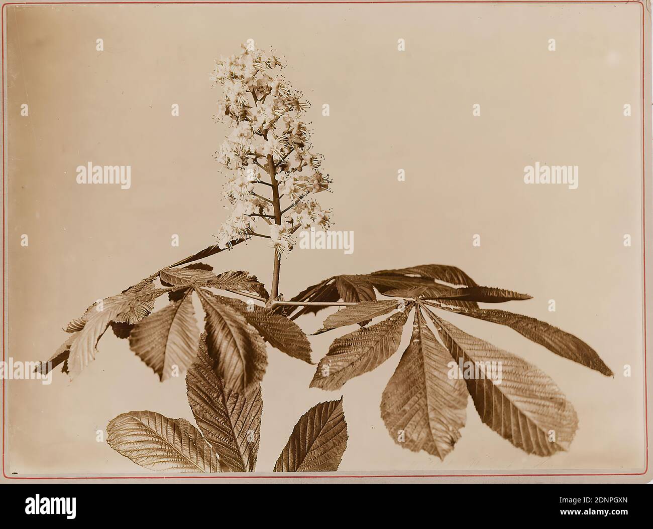 Wilhelm Weimar, chestnut blossom, collodion paper, black and white ...