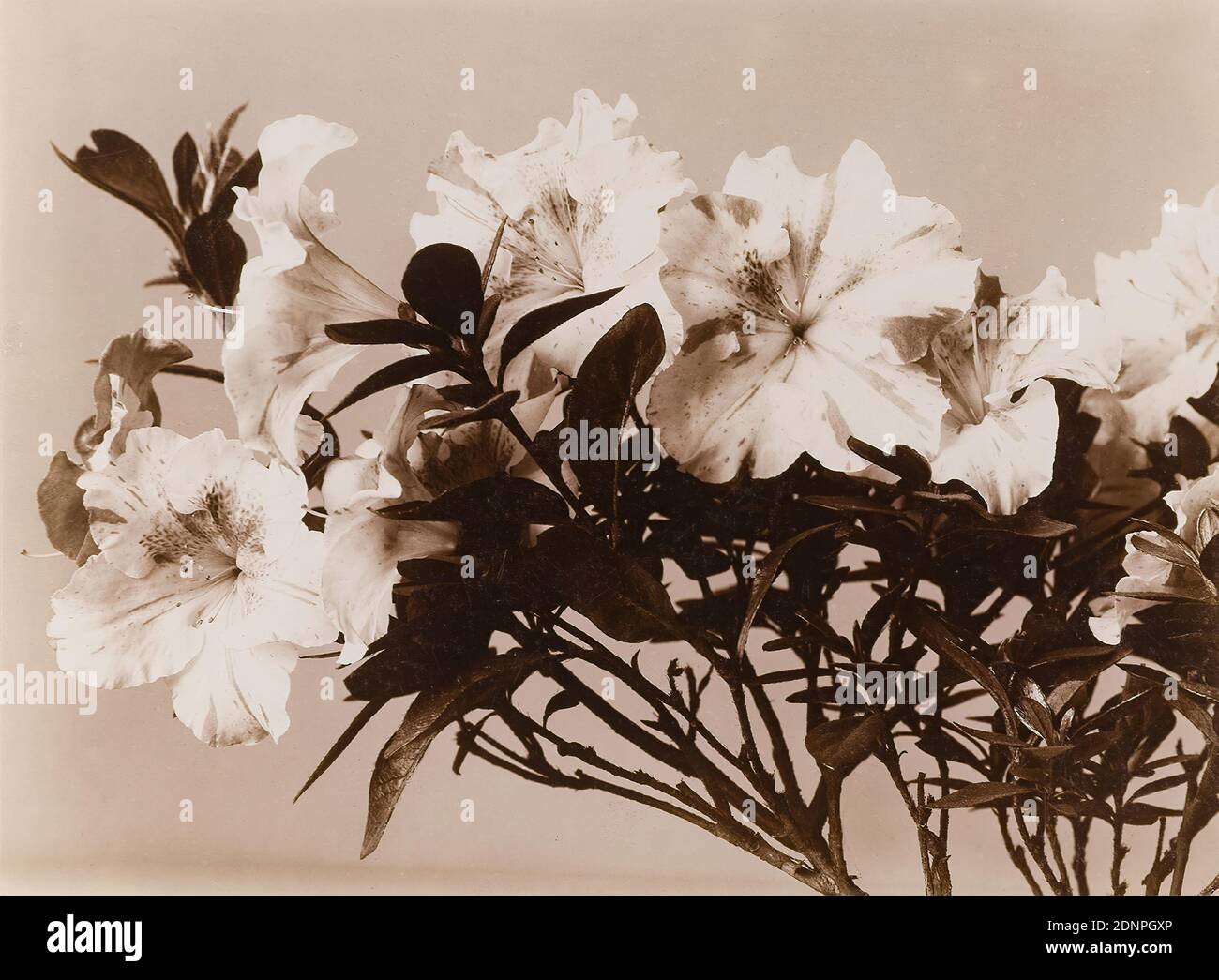 Wilhelm Weimar, Azalea, collodion paper, black and white positive ...