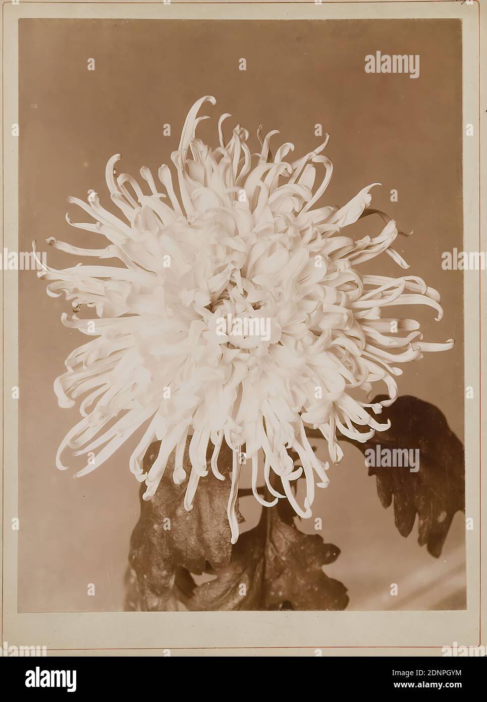 Wilhelm Weimar, Chrysanthemum, collodion paper, black and white ...