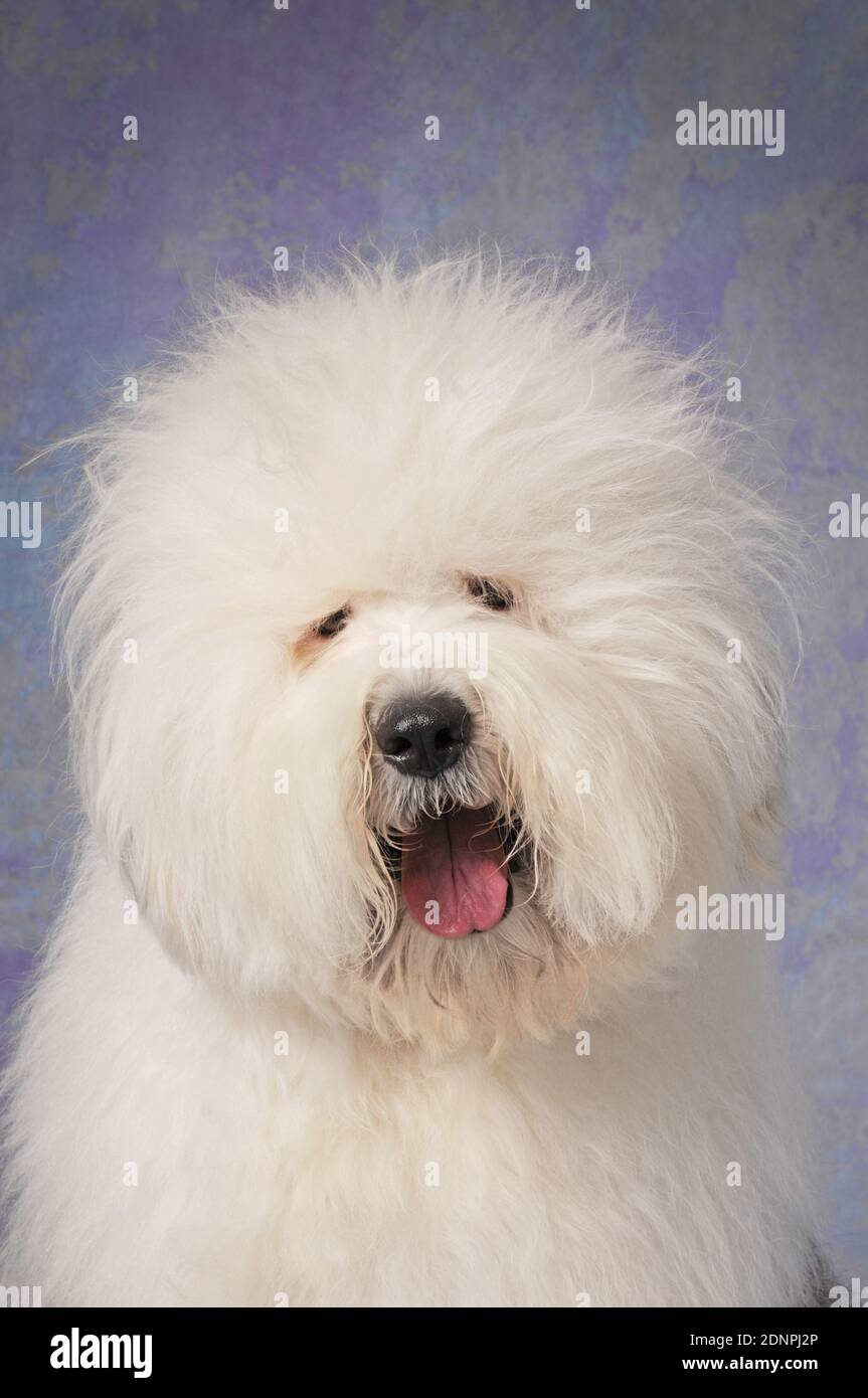 Old English sheepdog Stock Photo - Alamy