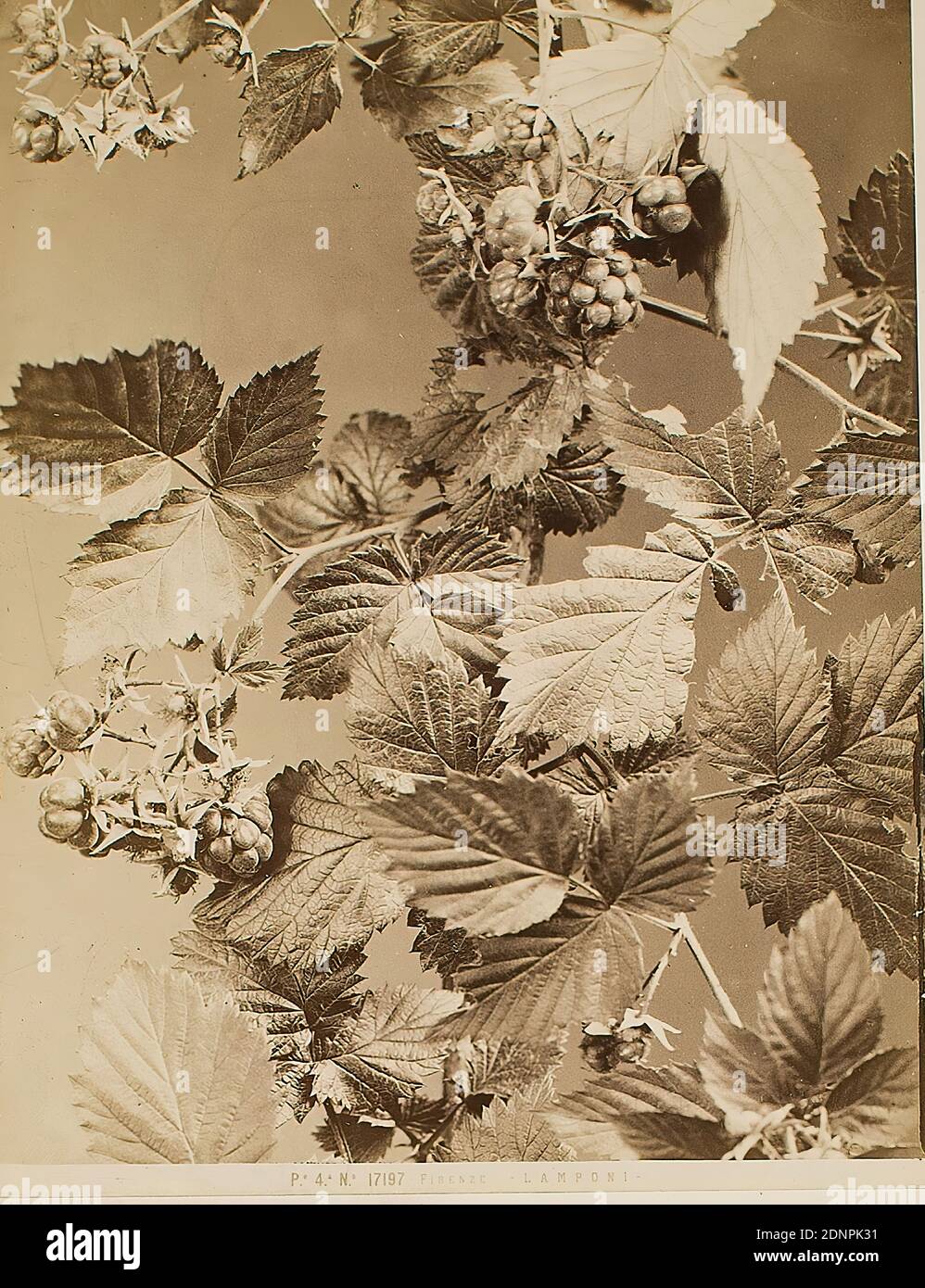 Firenze stamp hi-res stock photography and images - Alamy