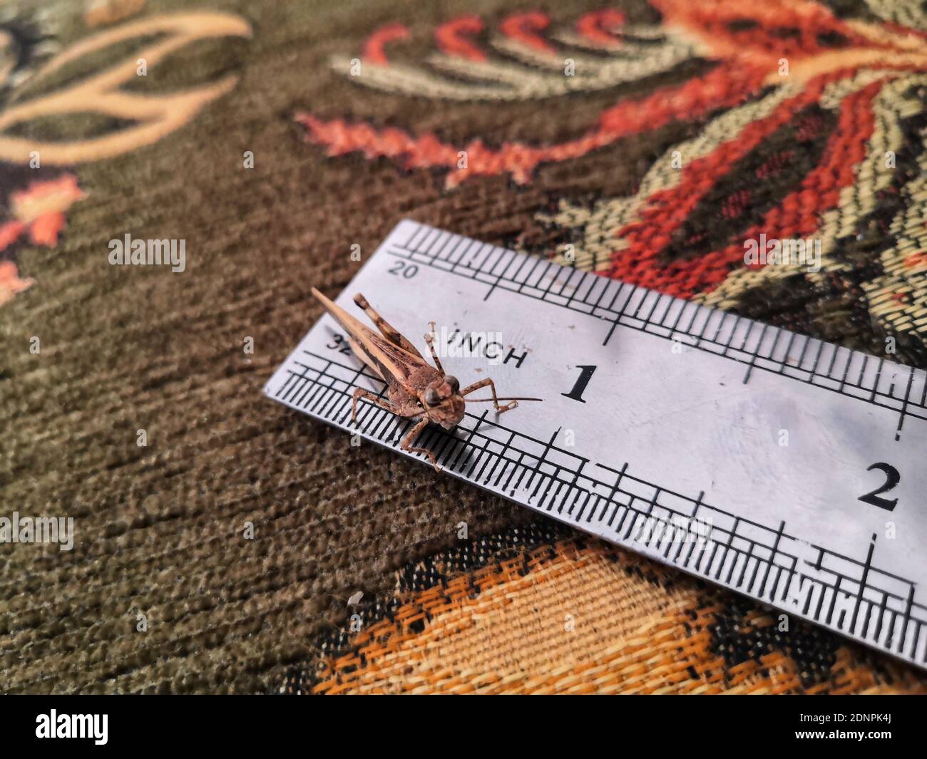 Insect measure hi-res stock photography and images - Alamy