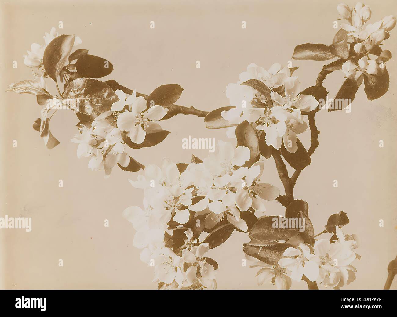 Wilhelm Weimar, cherry blossoms, collodion paper, black and white ...