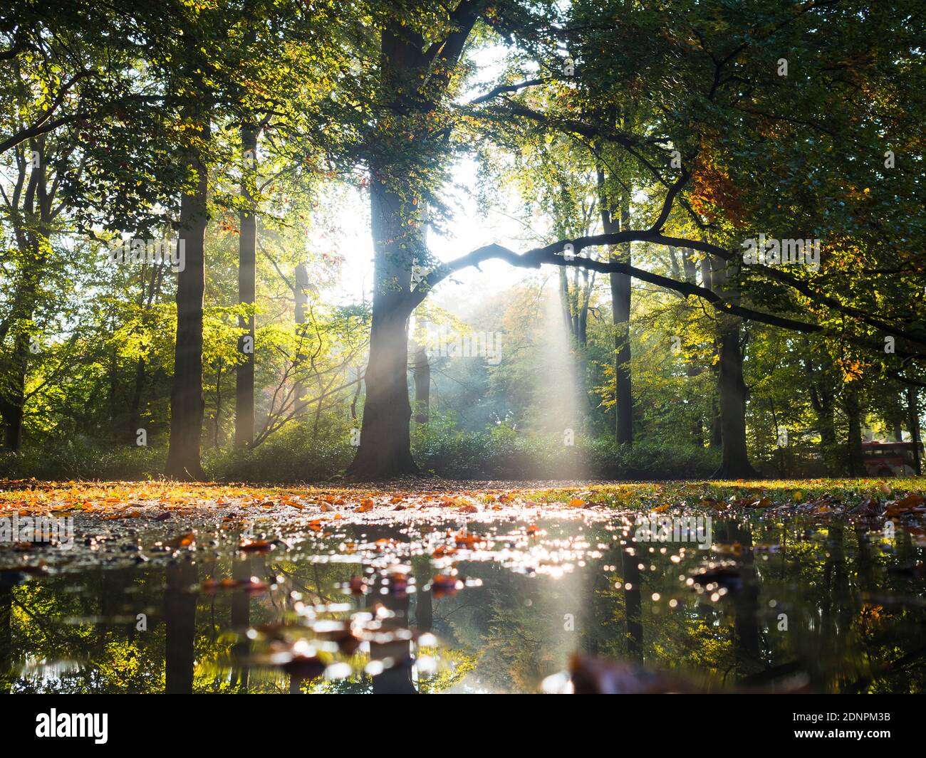 View of pond in forest Stock Photo - Alamy
