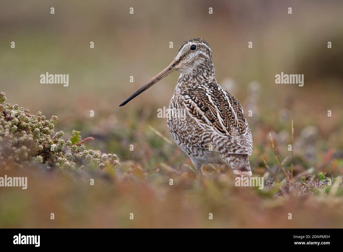 Magellan snipe, Bleaker island, Falkland, January 2018 Stock Photo - Alamy