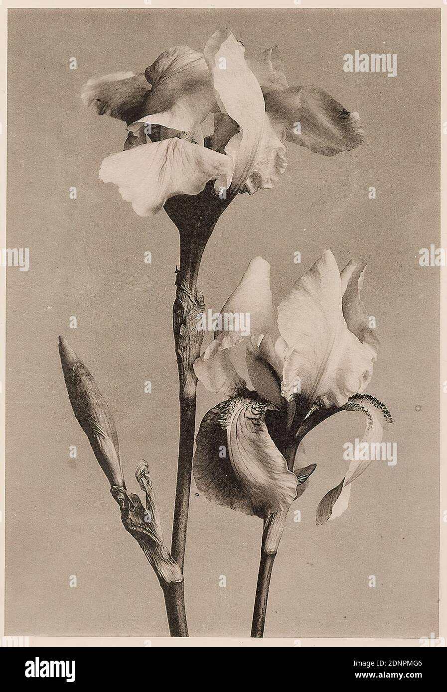 Wilhelm Weimar, Iris, collotype print, image size: height: 35,00 cm ...
