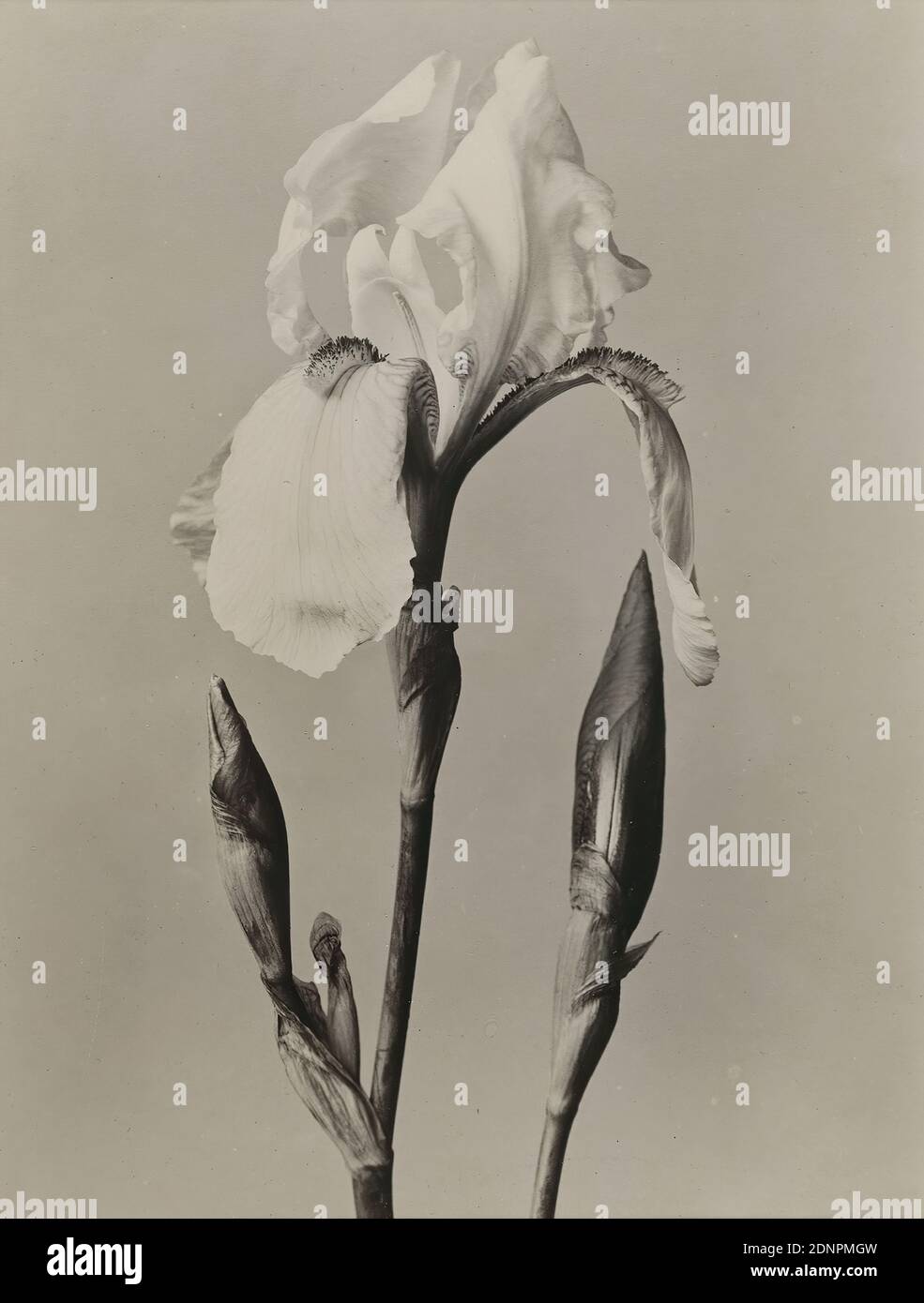 Wilhelm Weimar, Iris, collodion paper matt, black and white positive ...