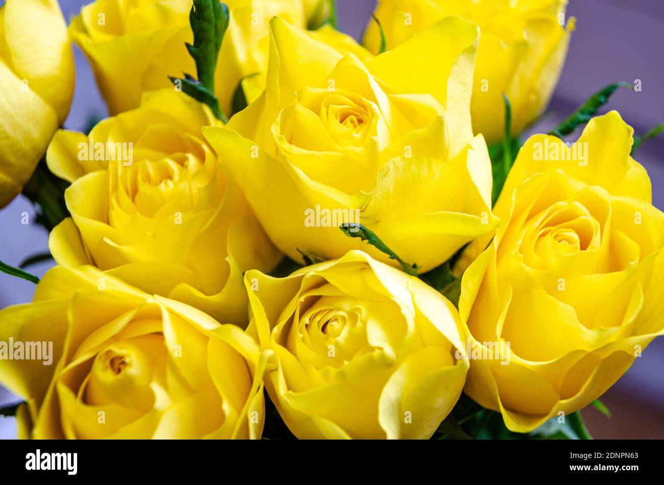 Yellow roses bunch hi-res stock photography and images - Alamy