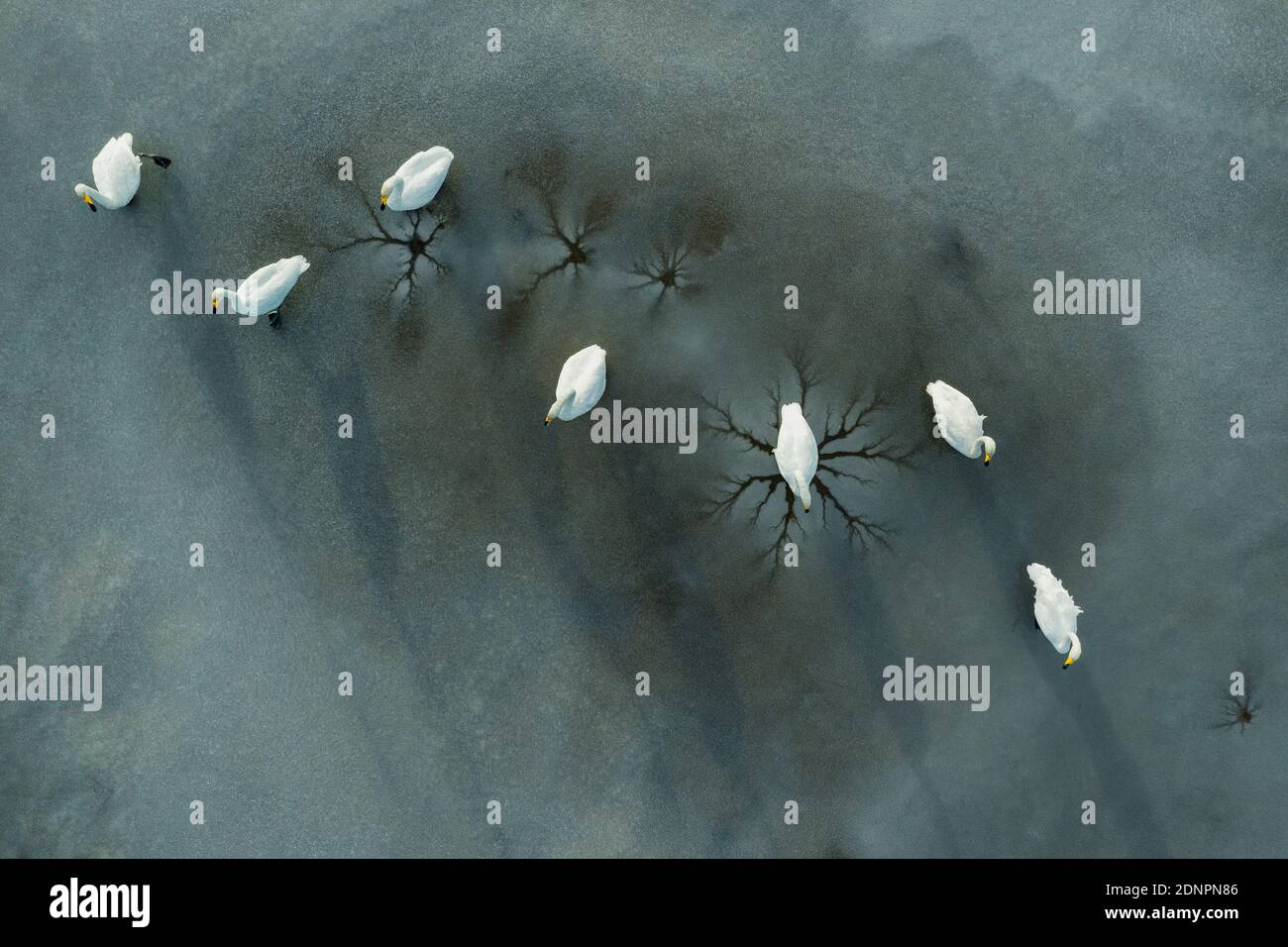 Several water birds in the water hi-res stock photography and images ...