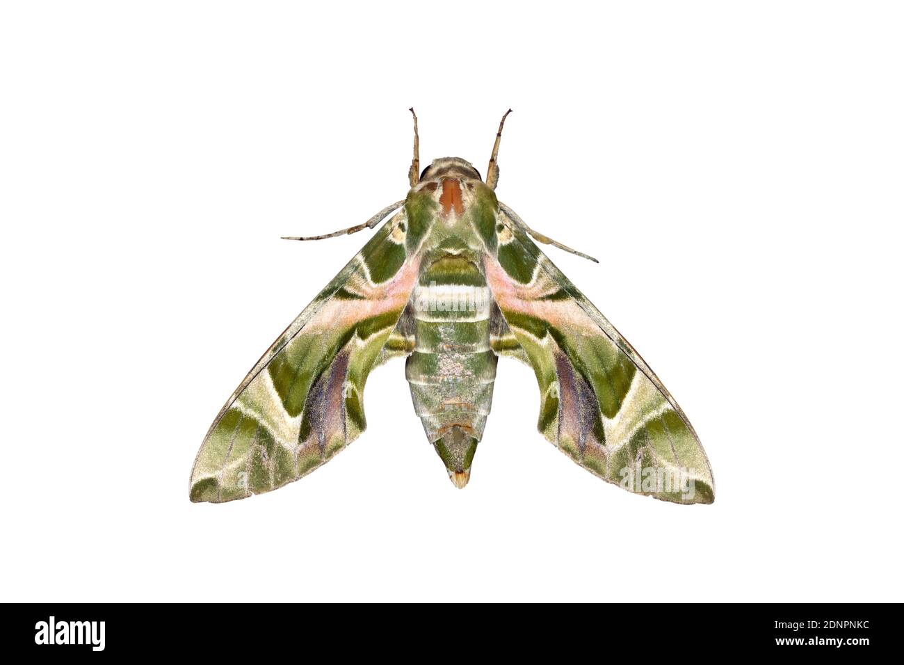Macro Photography of Oleander Hawk-Moth or Army Green Moth Isolated on ...