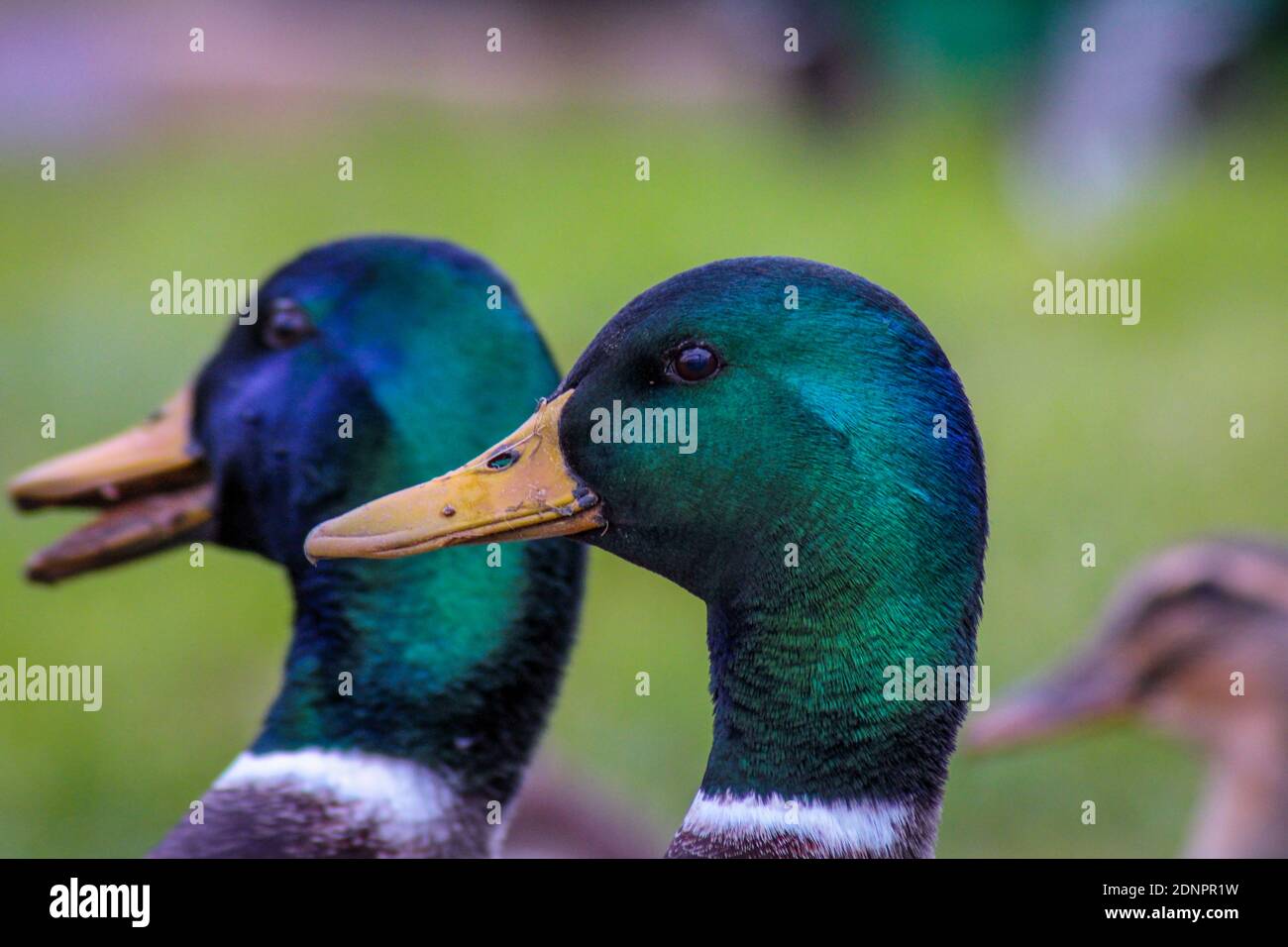 Malard wild duck hi-res stock photography and images - Alamy