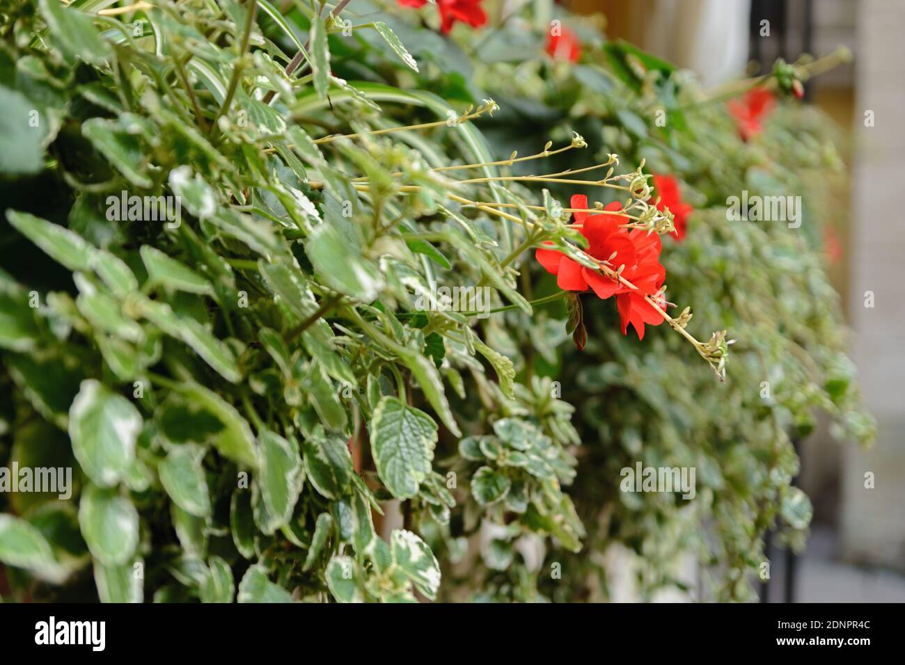 Vibrant red flowers hang hi-res stock photography and images - Alamy