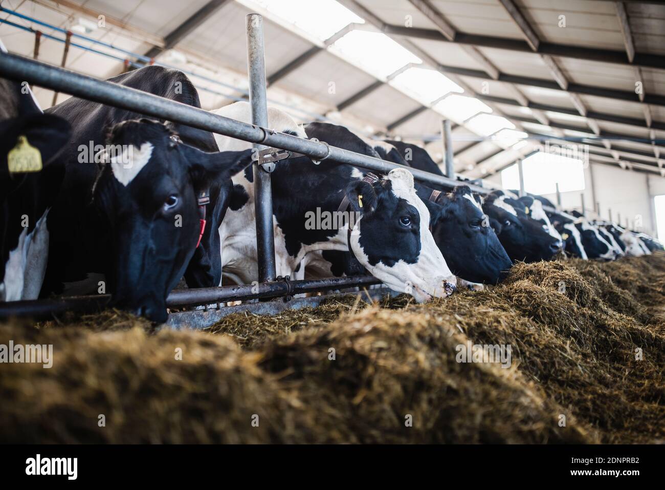 Cows in barn Stock Photo - Alamy
