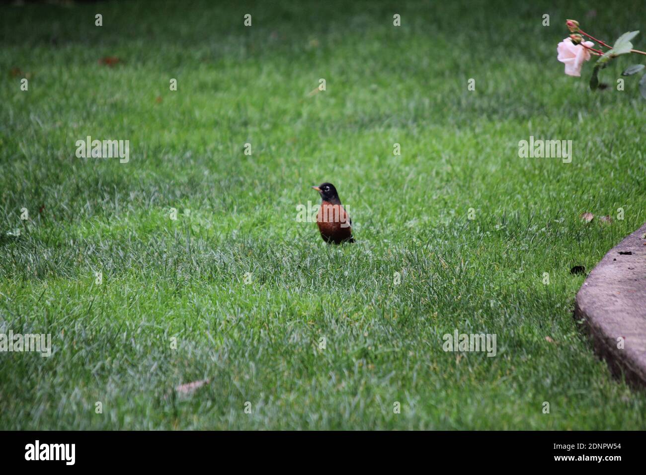 Priest bird hi-res stock photography and images - Alamy