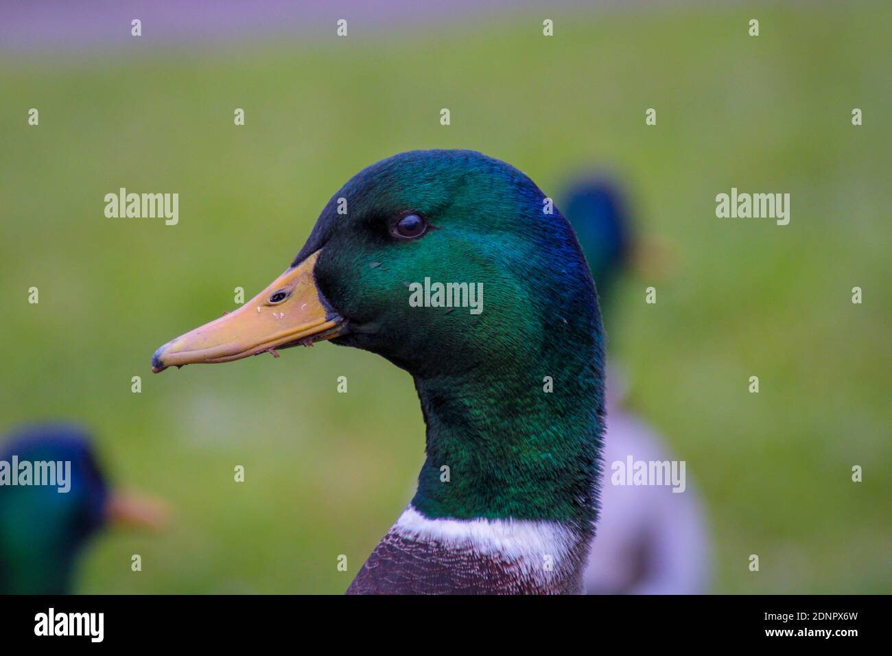 Malard duck beak hi-res stock photography and images - Alamy