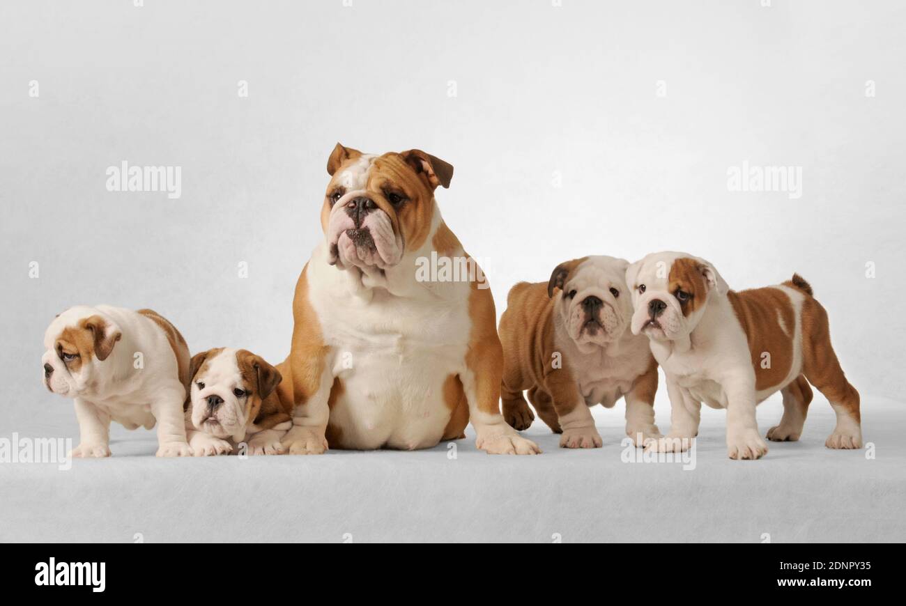 Five bulldog puppies hi-res stock photography and images - Alamy