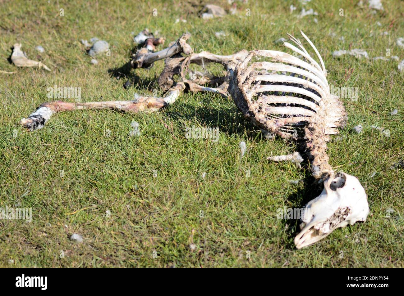Bones of the dead hi-res stock photography and images - Alamy