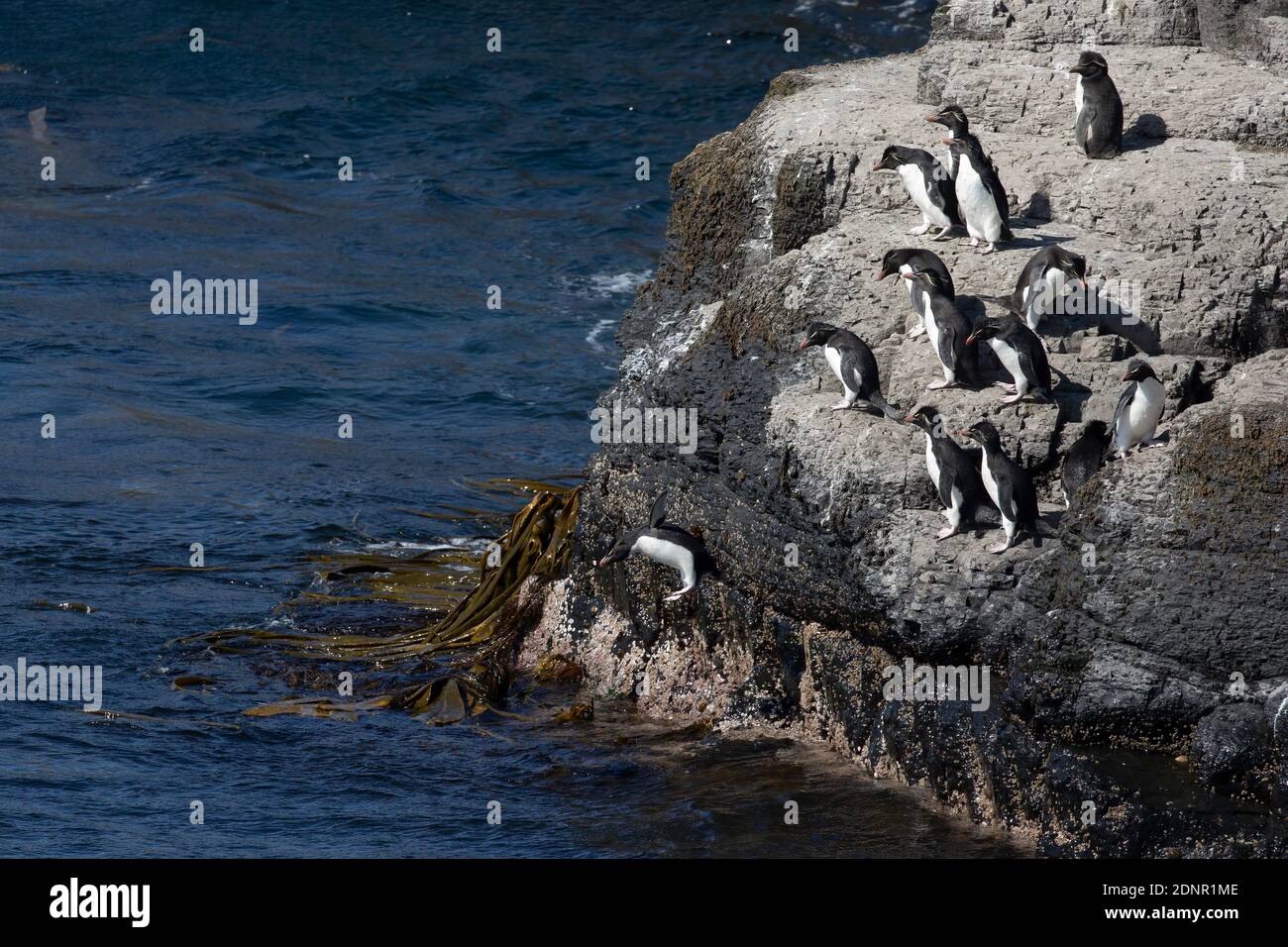 Rockhopper penguin jumping down, Bleaker island, Falkland, January 2018 ...