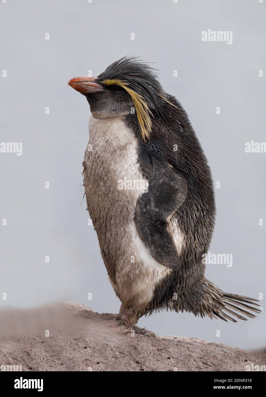 Northern Rockhopper penguin, Kidney Cove, East Falkland, January 2018 ...