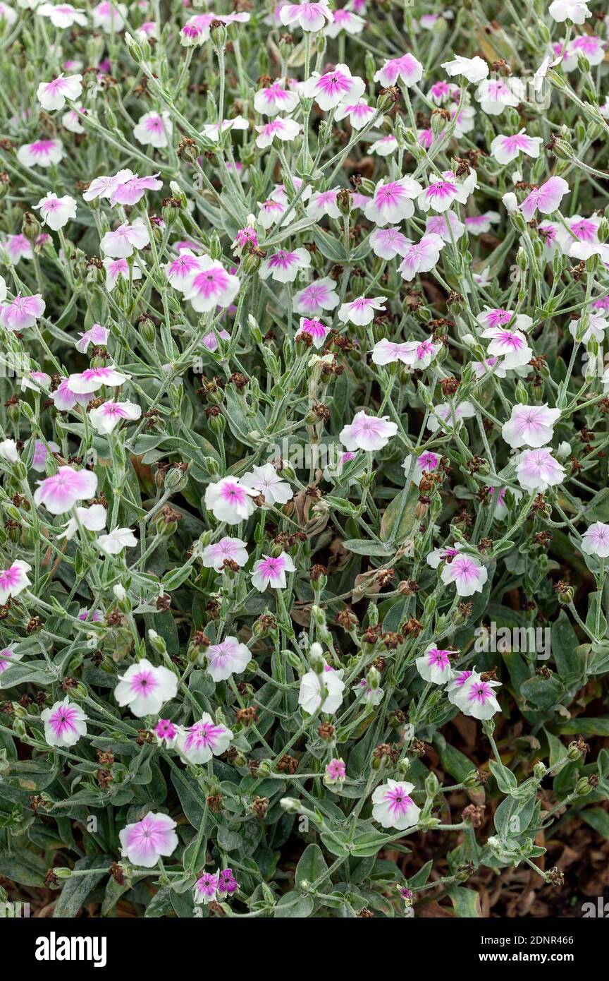 Lychnis coronaria var oculata hi-res stock photography and images - Alamy