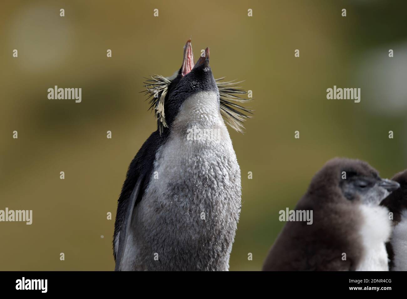 Northern rockhopper penguin, Kidney Cove, East Falkland, January 2018 ...