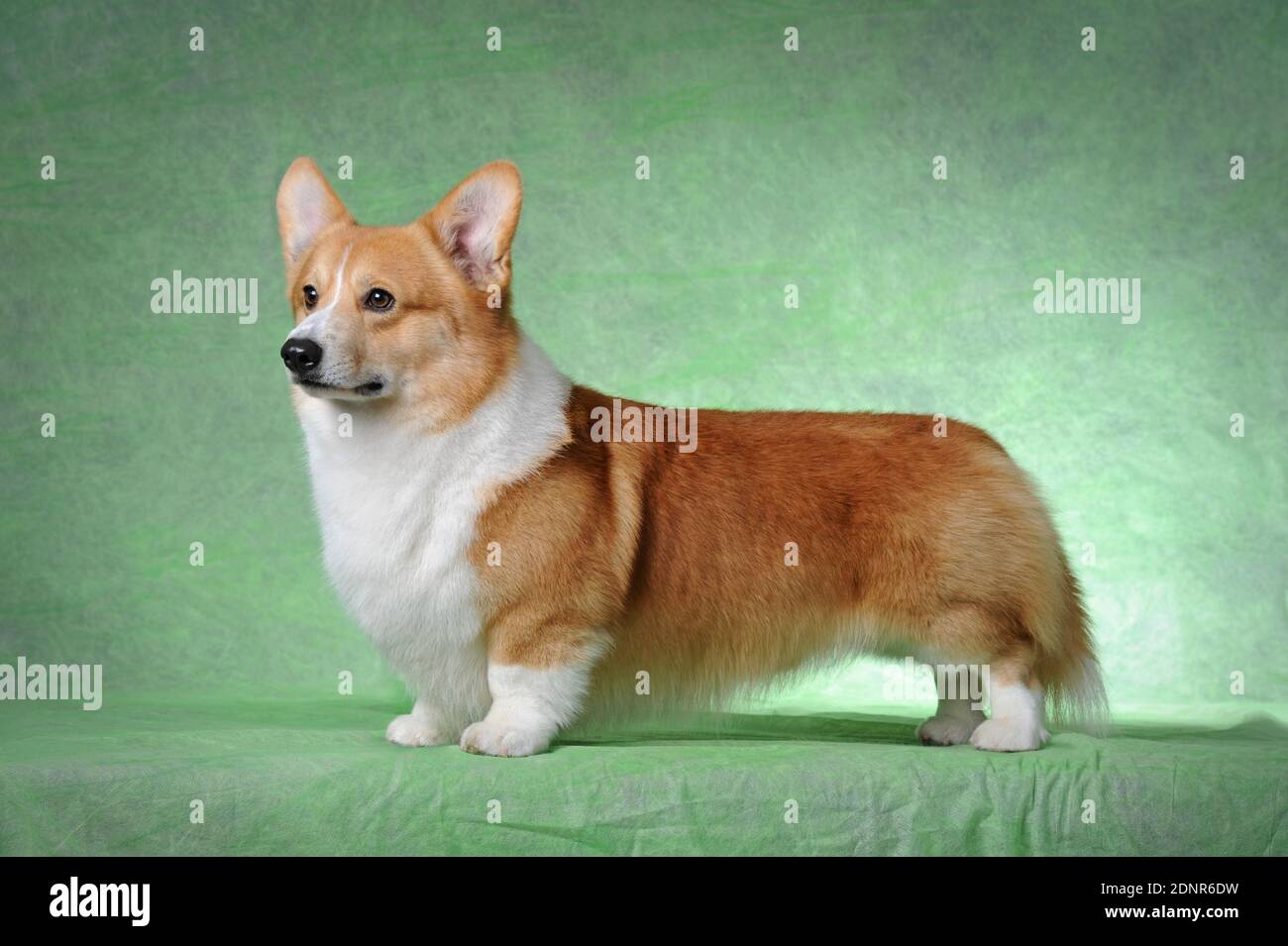 Pembroke welsh corgi Stock Photo - Alamy