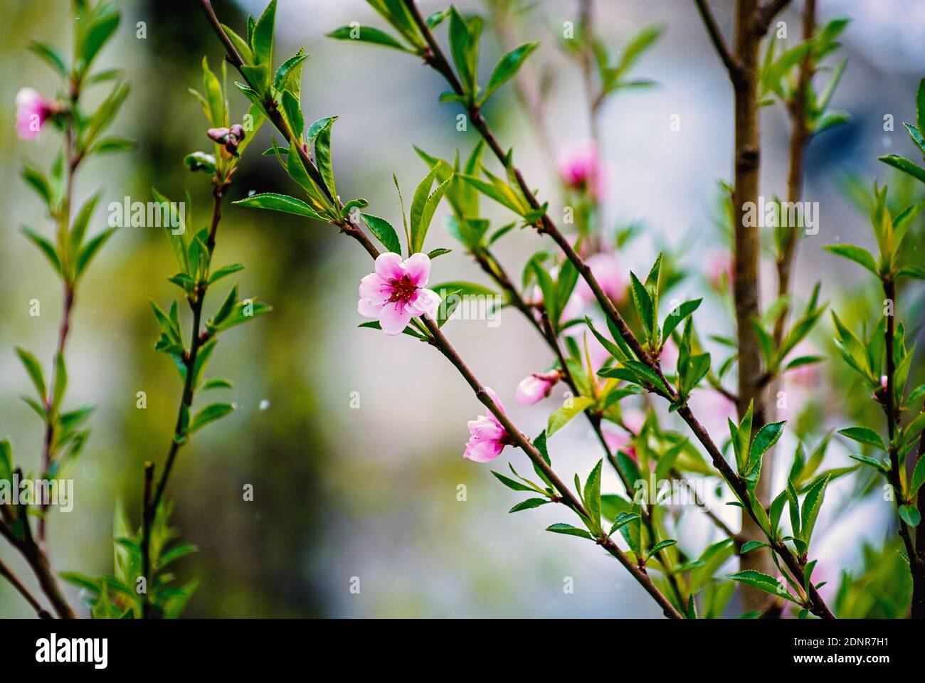 Spring in thimphu hi-res stock photography and images - Alamy