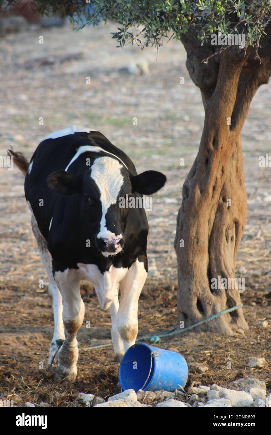 Athienou hi-res stock photography and images - Alamy