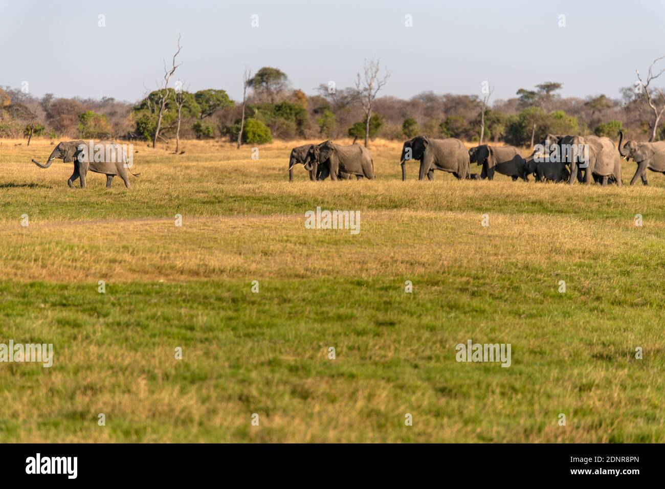 African elephant kafue national park hi-res stock photography and ...