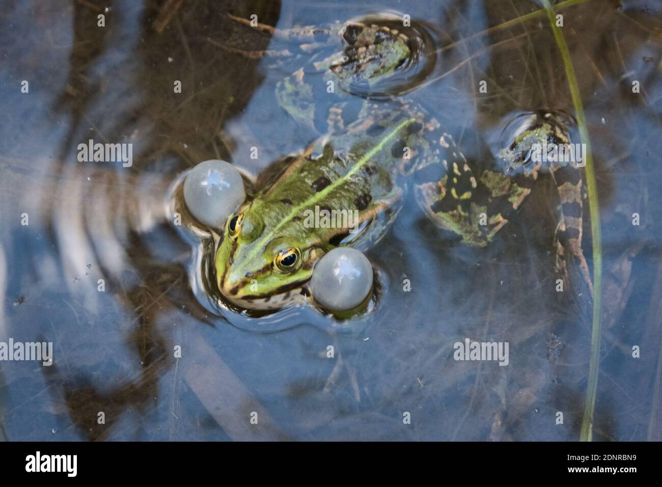 Quacking frog hi-res stock photography and images - Alamy