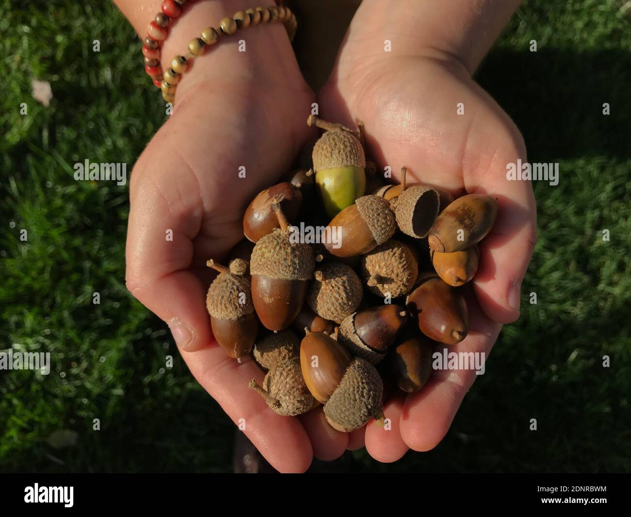 Hands holding acorns hi-res stock photography and images - Alamy