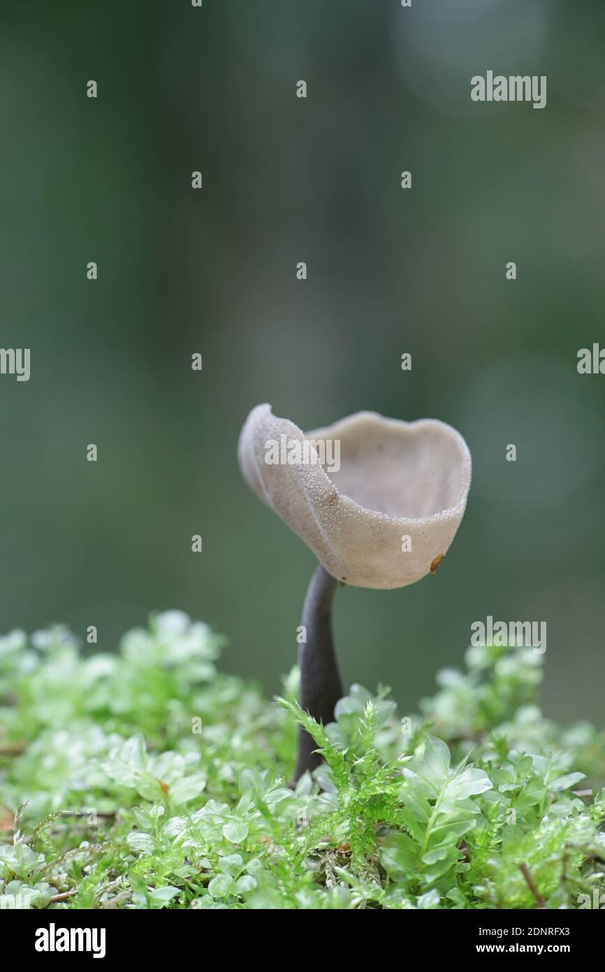 Helvella macropus, also called Helvella bulbosa, commonly known as Felt ...