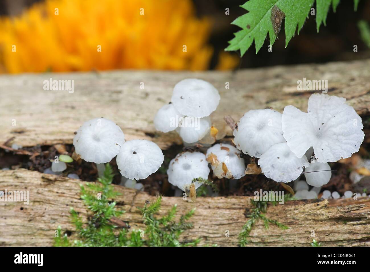 Delicatula integrella, also called Mycena integrella, tiny white ...