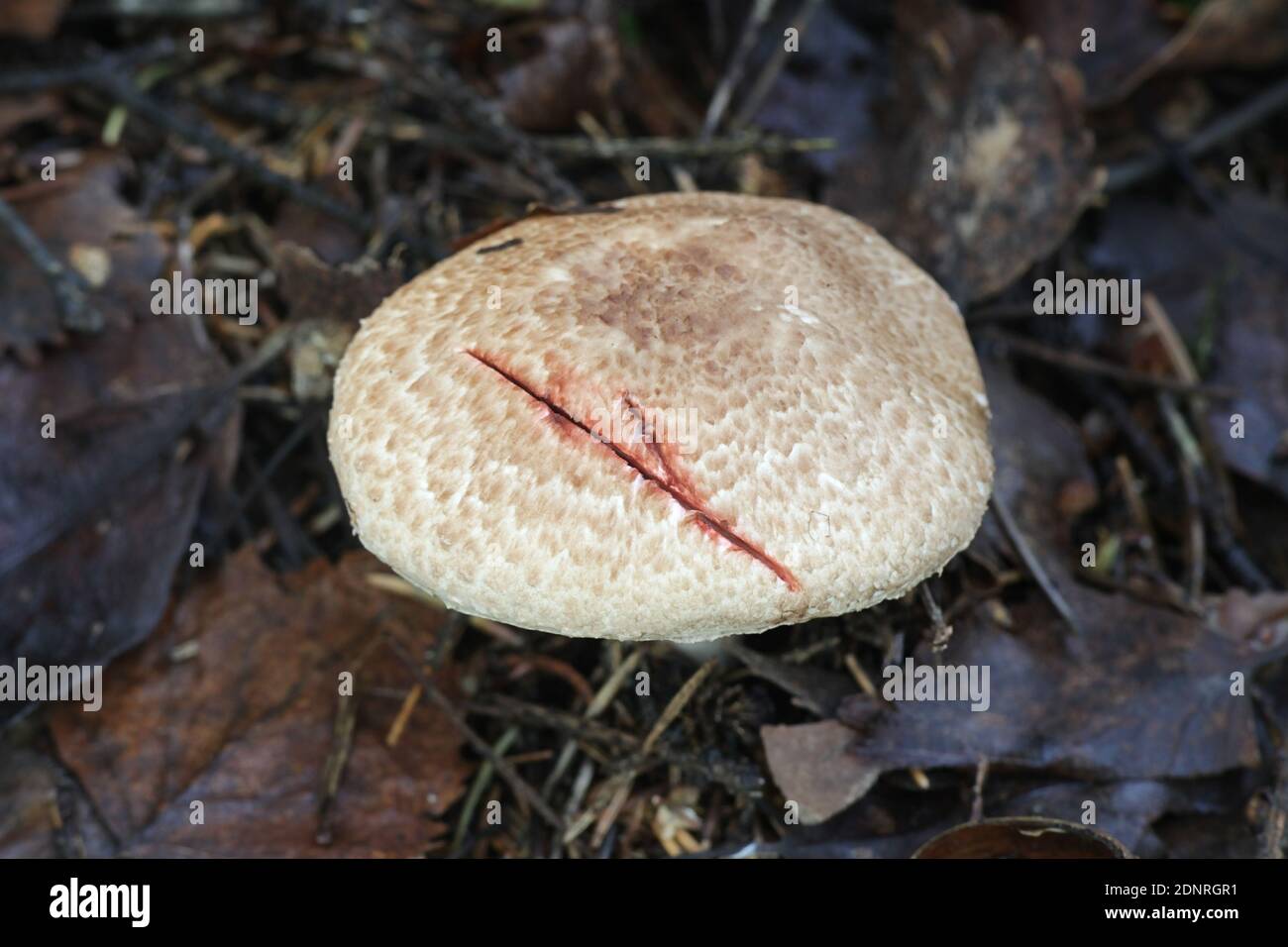 Agaricus langei, known as Scaly Wood Mushroom, wild mushrooms from ...