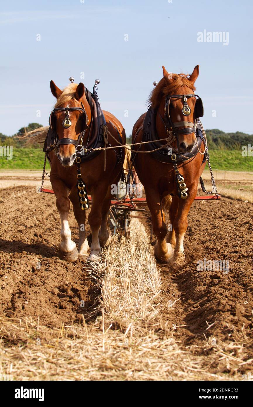 English breed of draught horse hi-res stock photography and images - Alamy