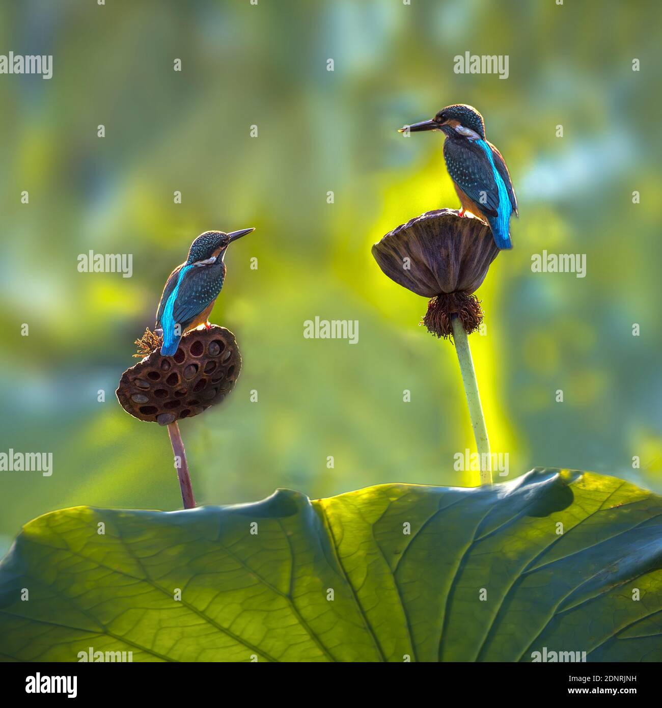 Kingfisher images to color hi-res stock photography and images - Alamy