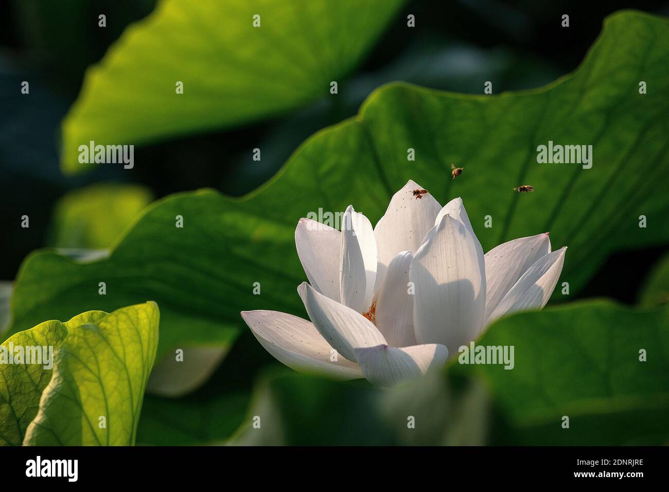 Lotus effects hi-res stock photography and images - Alamy
