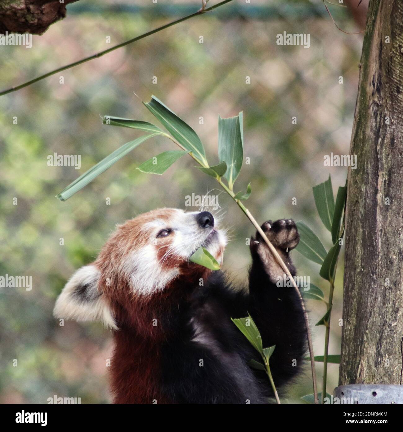 Panda bird hi-res stock photography and images - Alamy