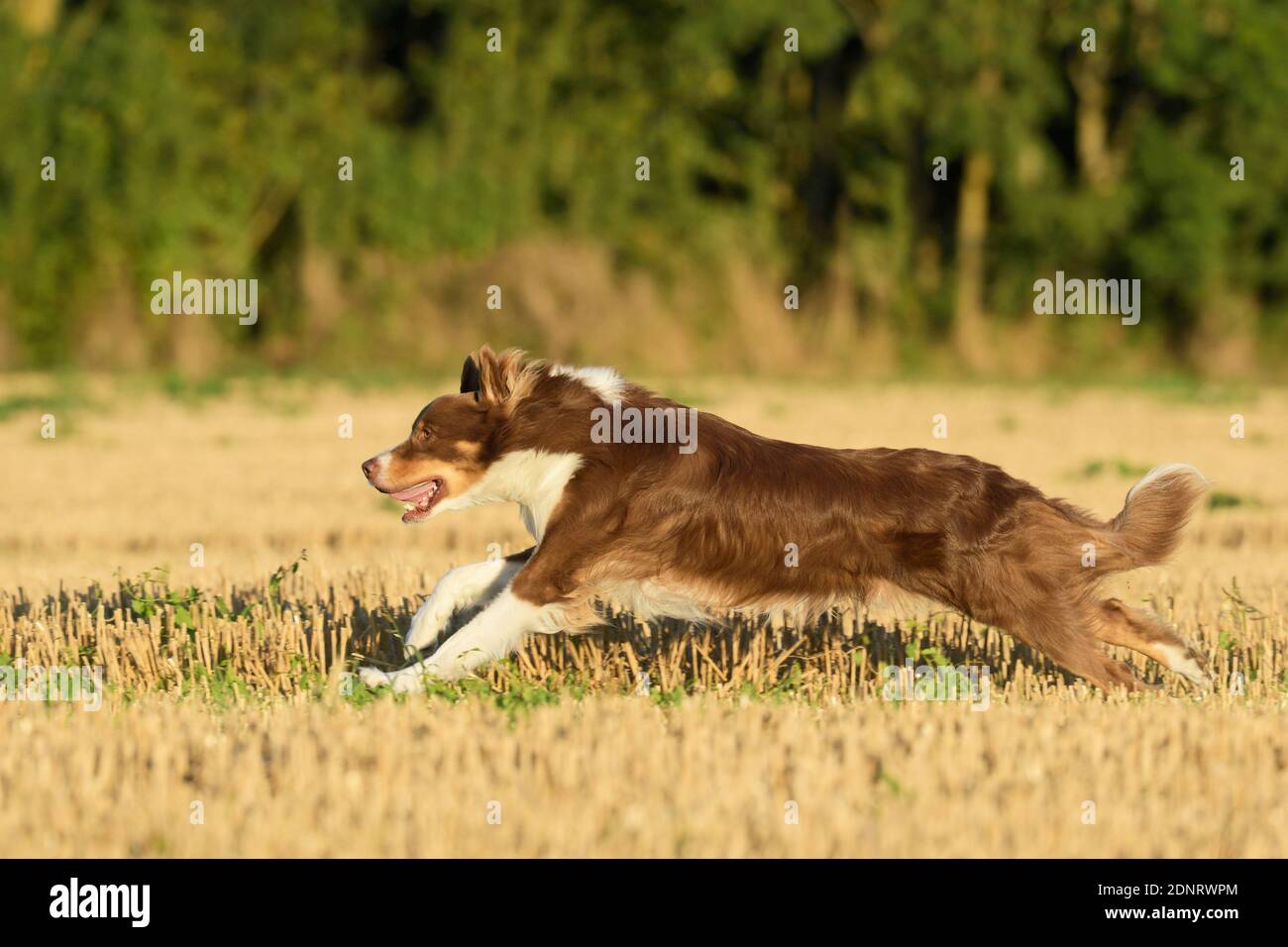 Shepherd running hi-res stock photography and images - Alamy