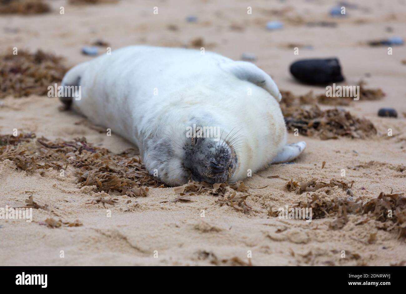 Fluffy Seal High Resolution Stock Photography and Images - Alamy