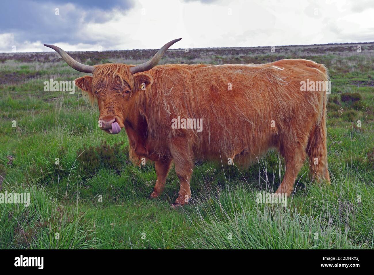 Exmoor highland cattle hi-res stock photography and images - Alamy