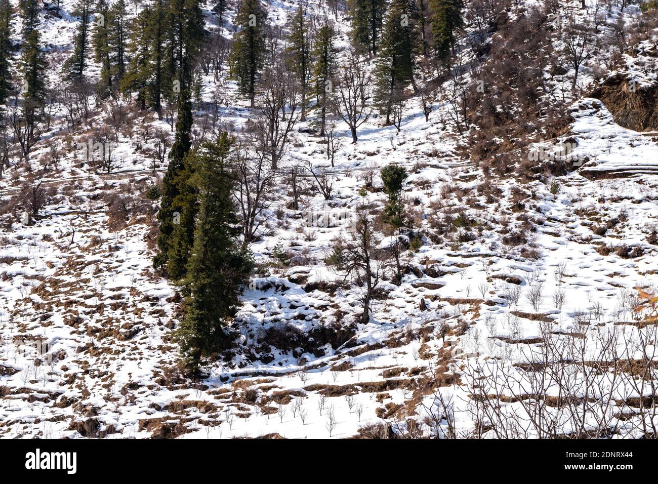 Pulga hi-res stock photography and images - Alamy