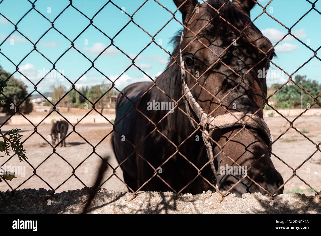 Foal behind mother hi-res stock photography and images - Alamy
