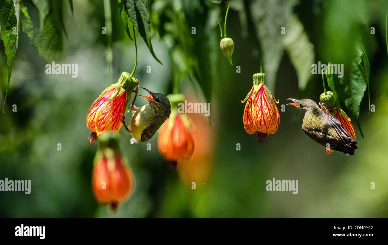 Sunbird head hi-res stock photography and images - Alamy