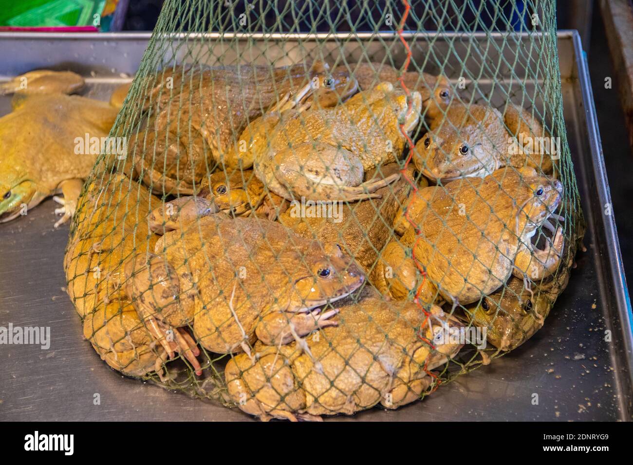 Eat frog asia hi-res stock photography and images - Alamy