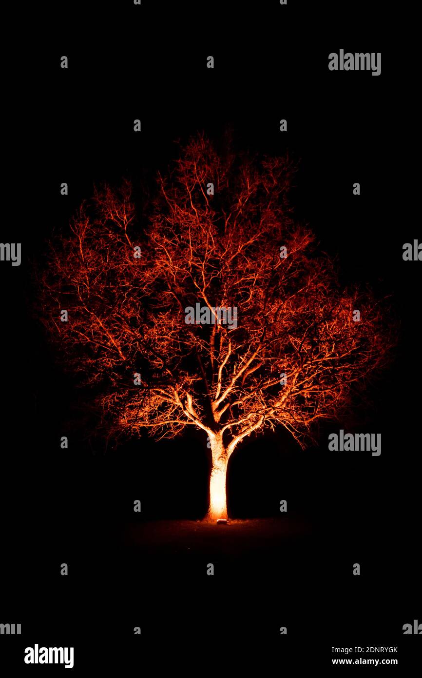 Lit tree hi-res stock photography and images - Alamy