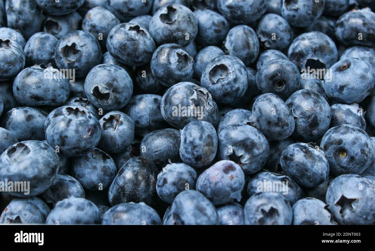 A lot of blueberries, background of berries, top view Stock Photo - Alamy